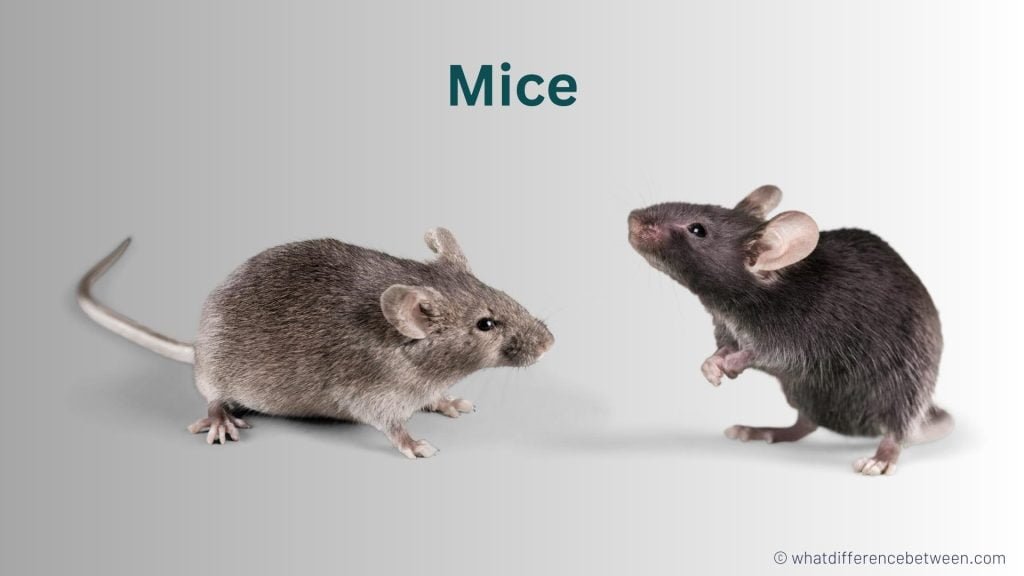 Vole vs Mouse: Key Differences and Similarities